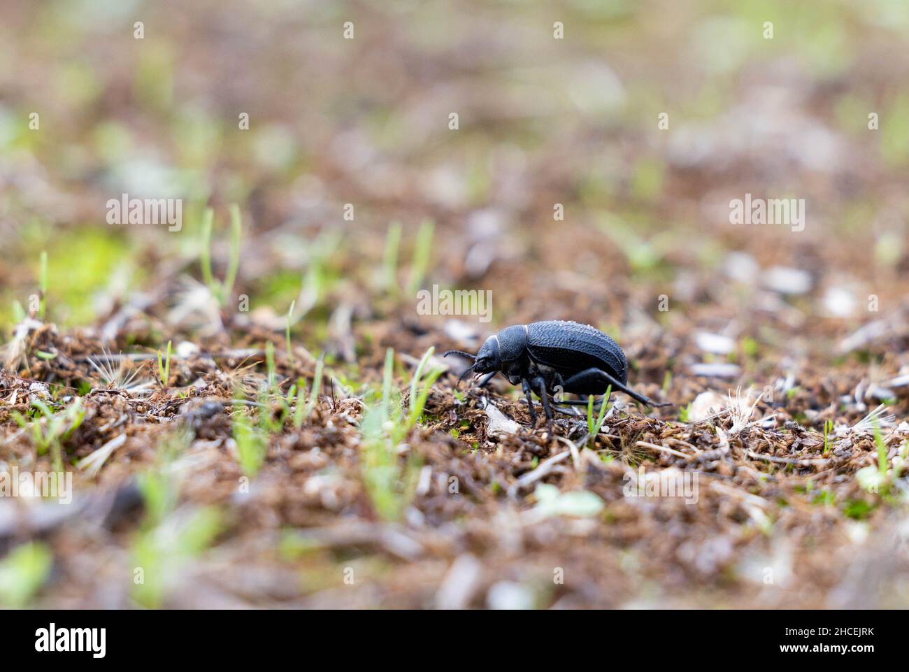 A garbage beetle walks on the ground Stock Photo - Alamy