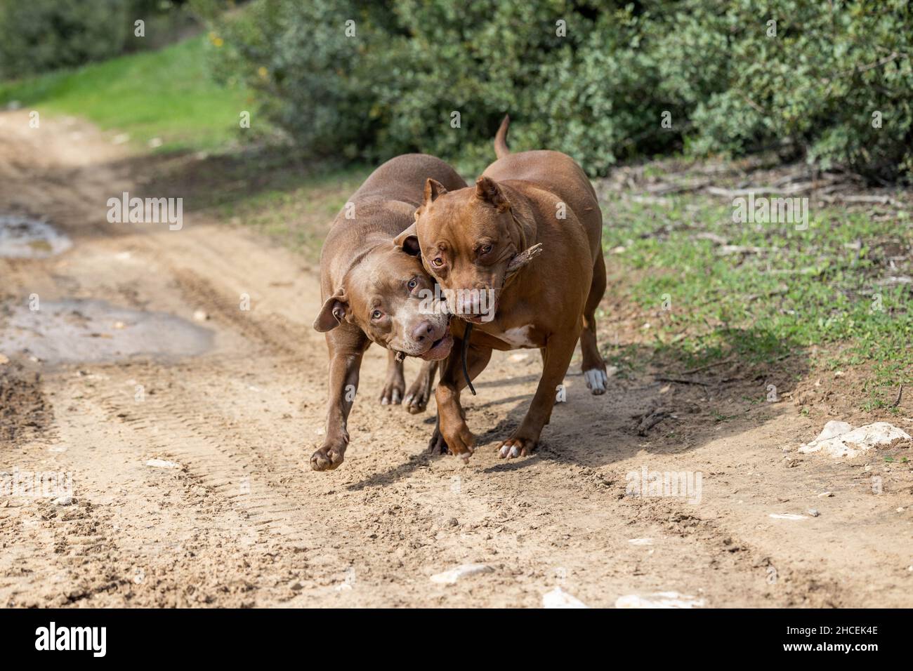 Active pitbull playing hi-res stock photography and images - Alamy