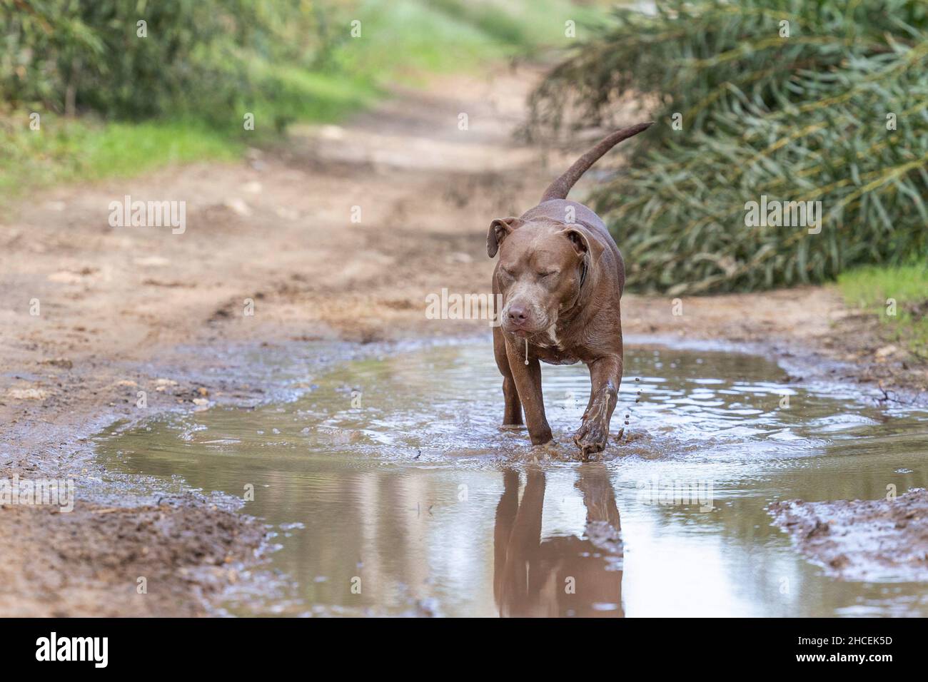 Puppy in mud puddle hi-res stock photography and images - Alamy