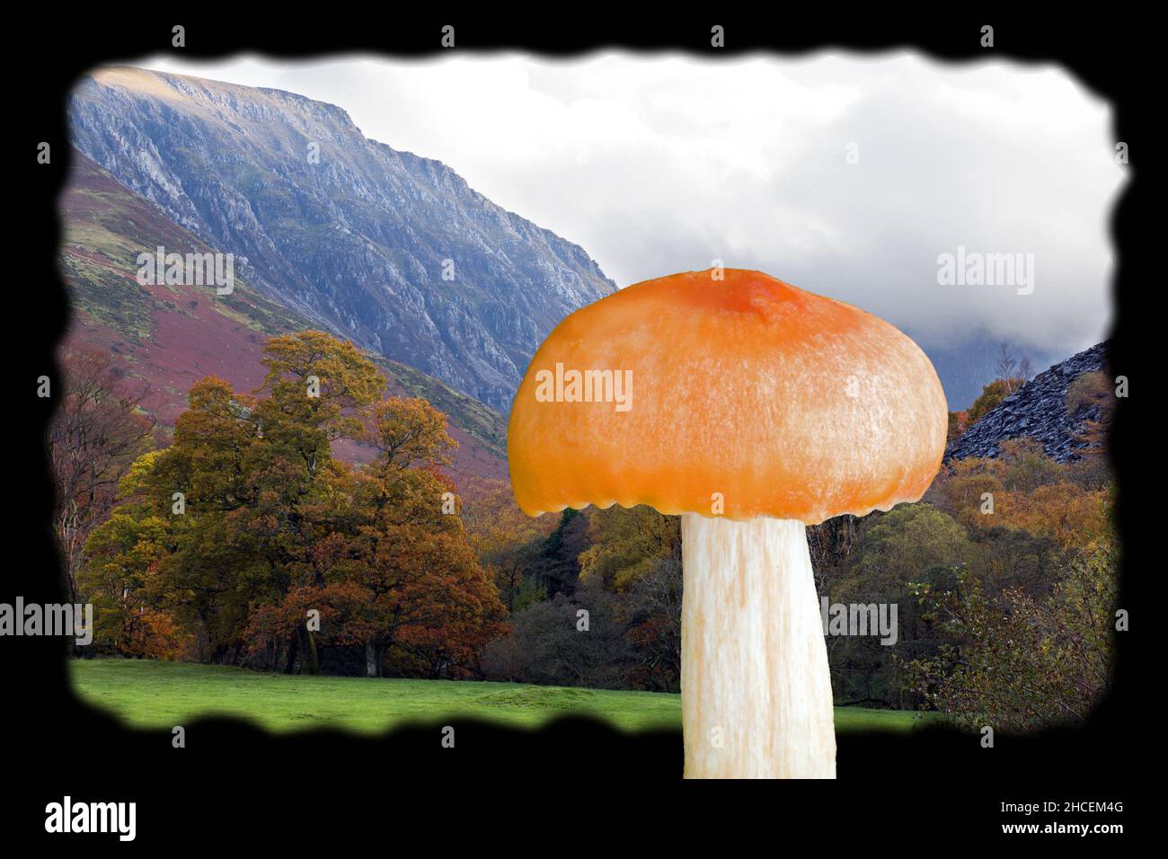Cuphophyllus pratensis hi-res stock photography and images - Alamy