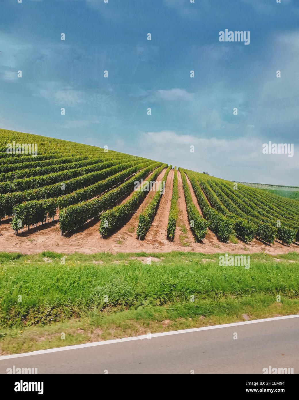 Vertical shot of a vineyard Stock Photo - Alamy