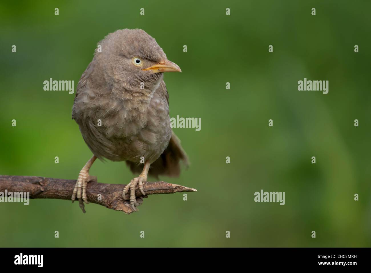 Jangle hi-res stock photography and images - Alamy