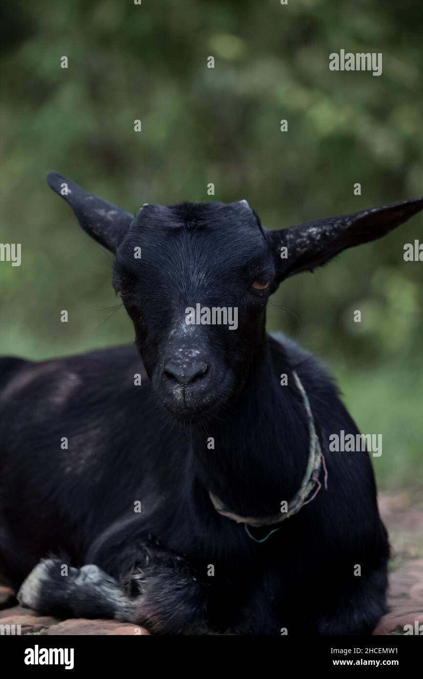 Male goat and female goat hi-res stock photography and images - Alamy