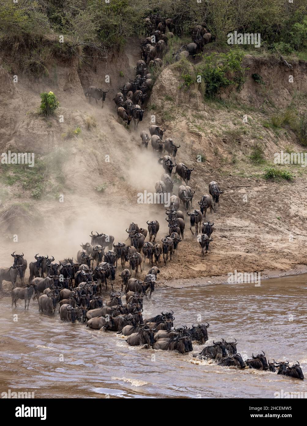 The great wildebeest migration in Africa Stock Photo - Alamy