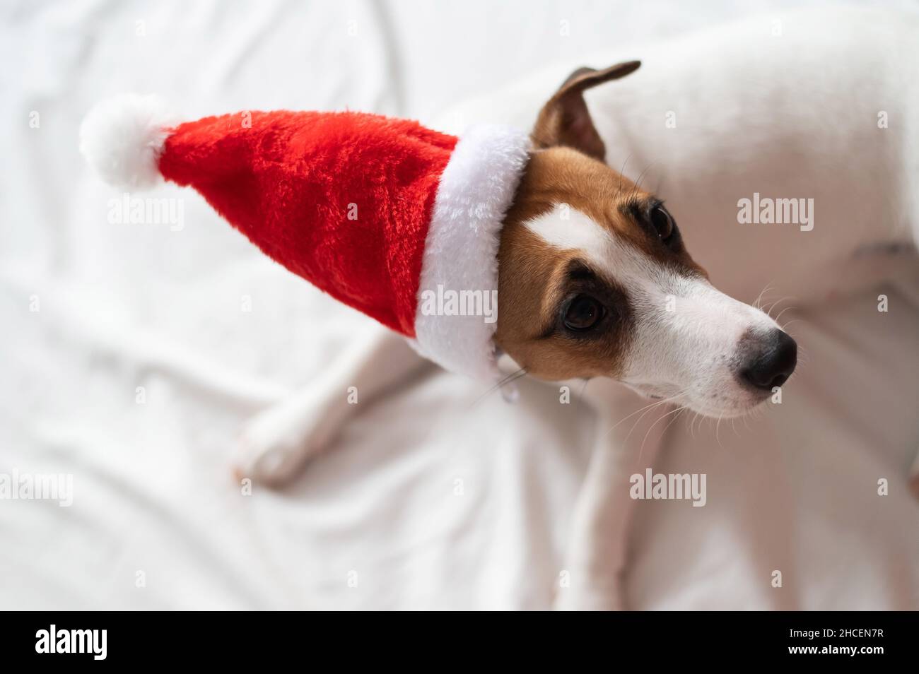 Jack russell terrier dog in santa claus hat lies on a white sheet ...