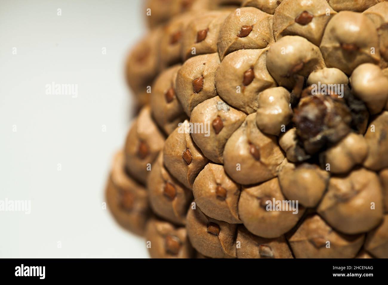 Macro shot of a bottom of a cone isolated on a white background Stock ...