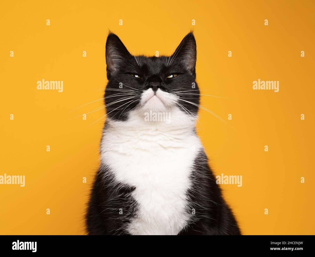 black and white cat making funny face looking similar to batman ...