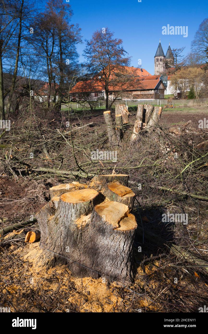 Alder Trees (Alnus glutinosa) stumps of felled tree due to new ...