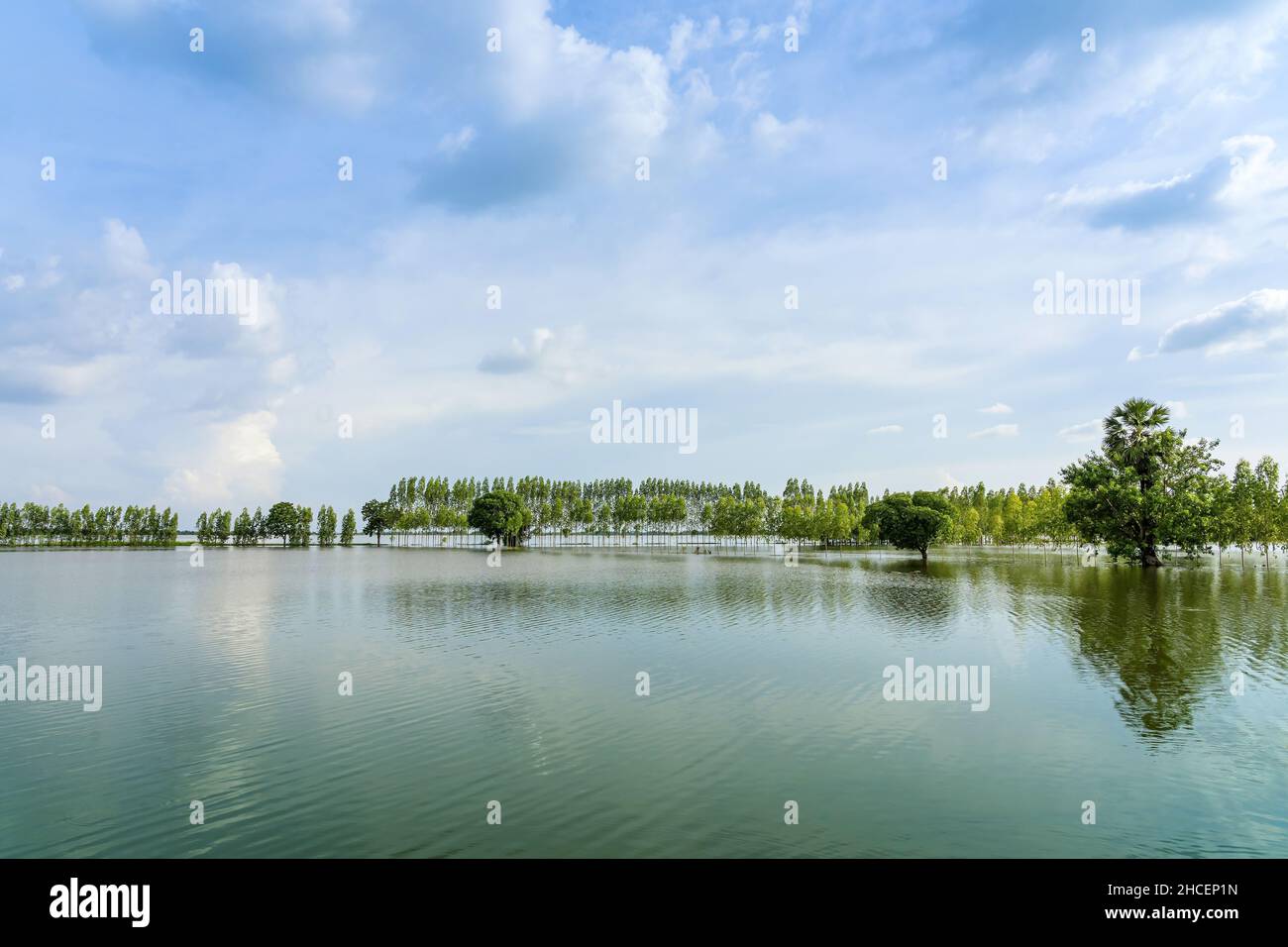Scenic view of traditional flooded fields like a still lake on floating ...