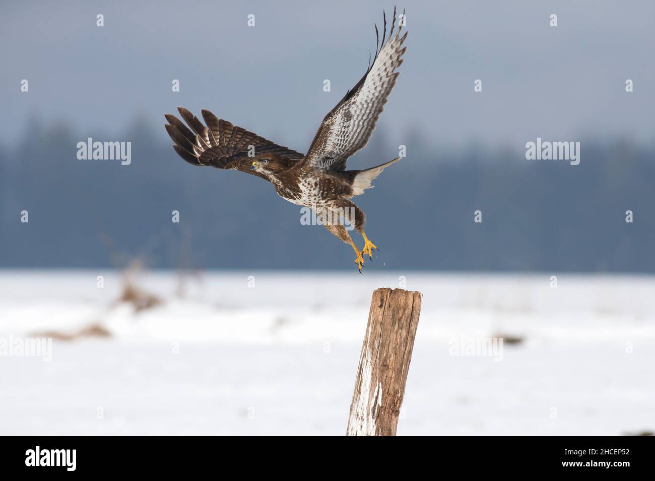 Buzzard taking off from fence post hi-res stock photography and images ...