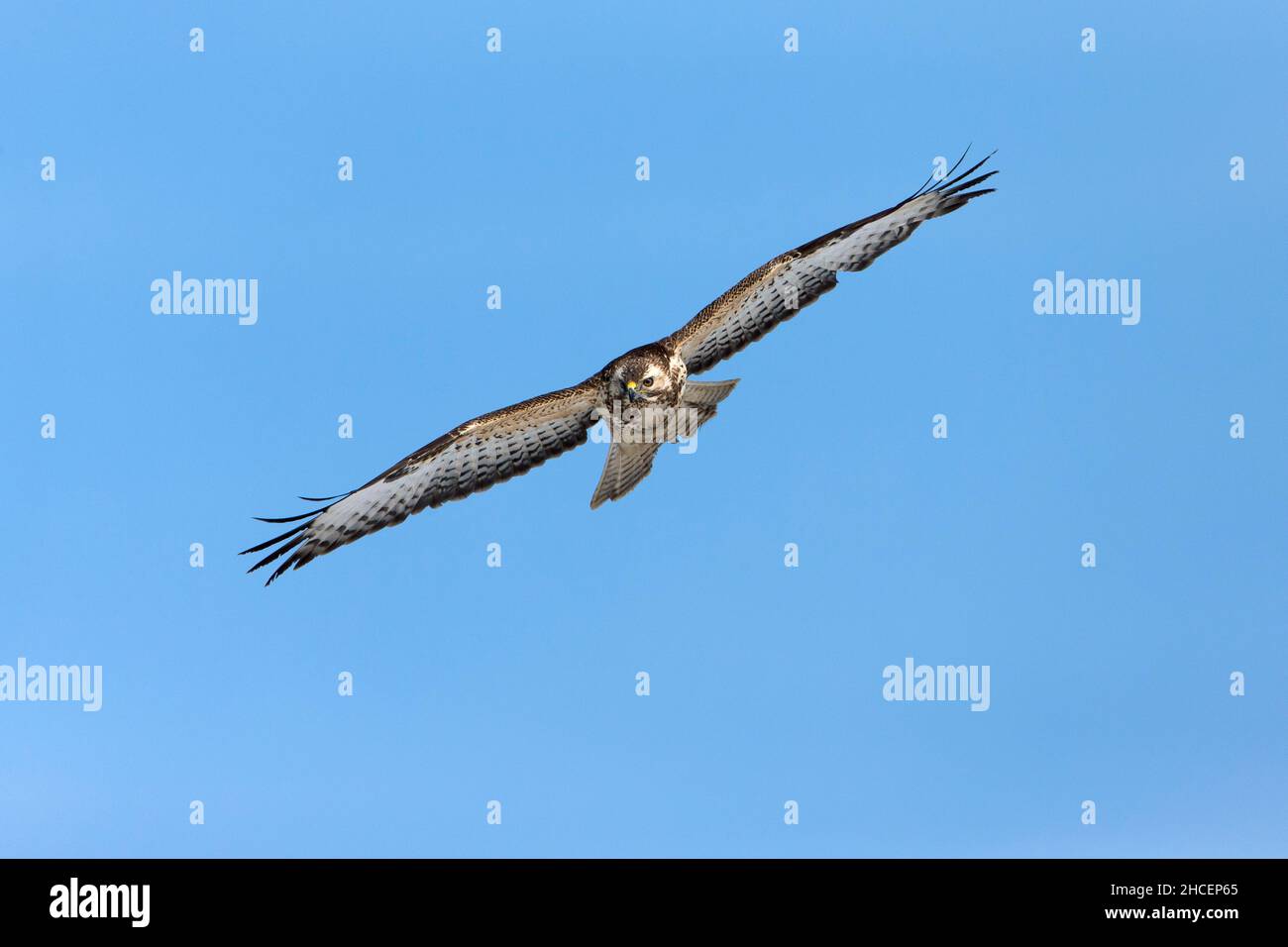 Soaring bird of prey hi-res stock photography and images - Alamy