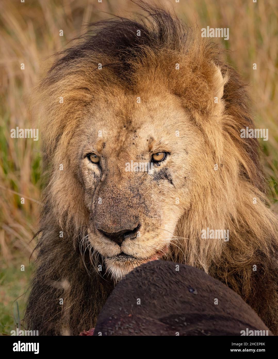 A lion in the Maasai Mara, Africa Stock Photo - Alamy