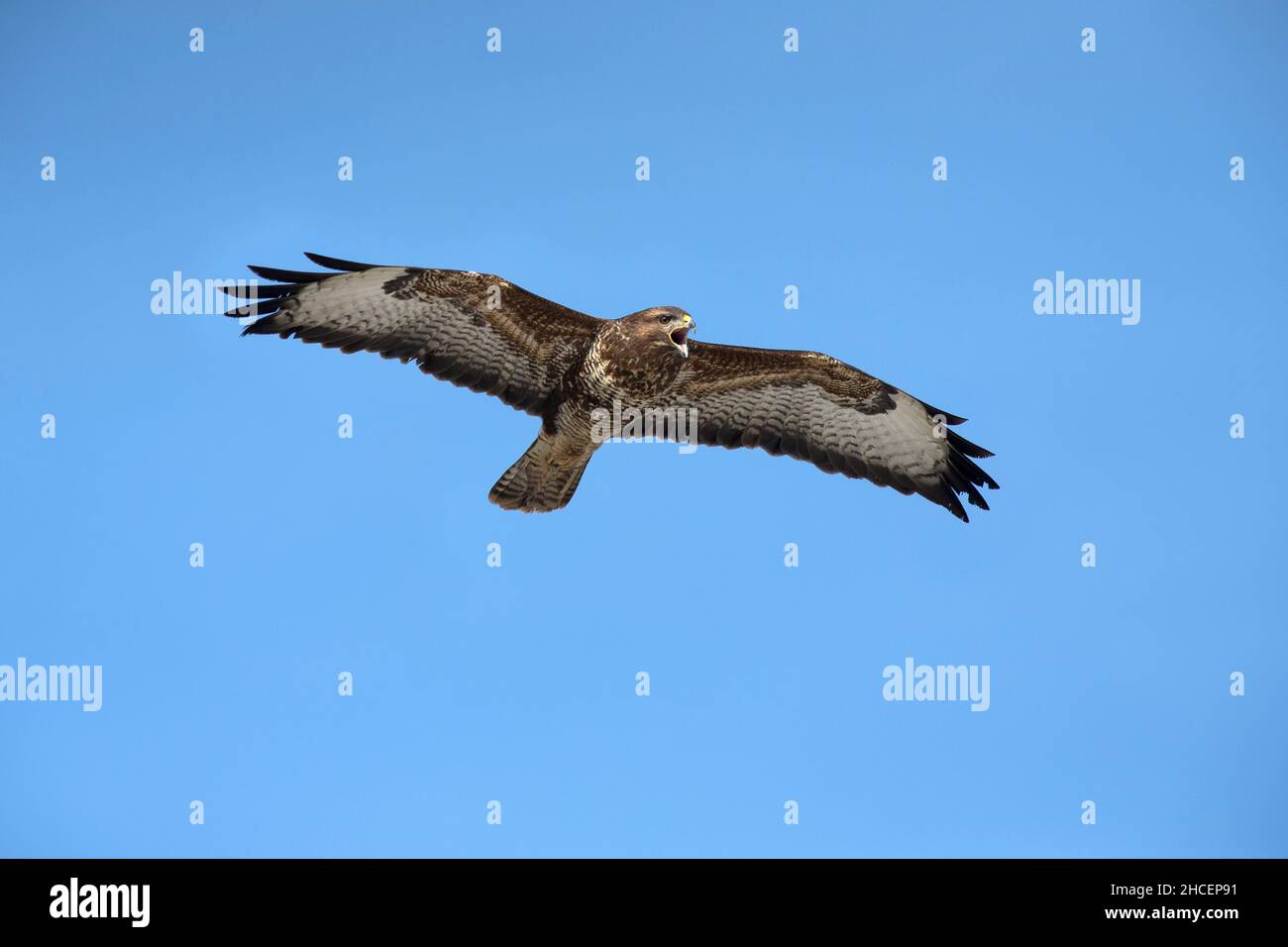 Common buzzard in flight hi-res stock photography and images - Alamy