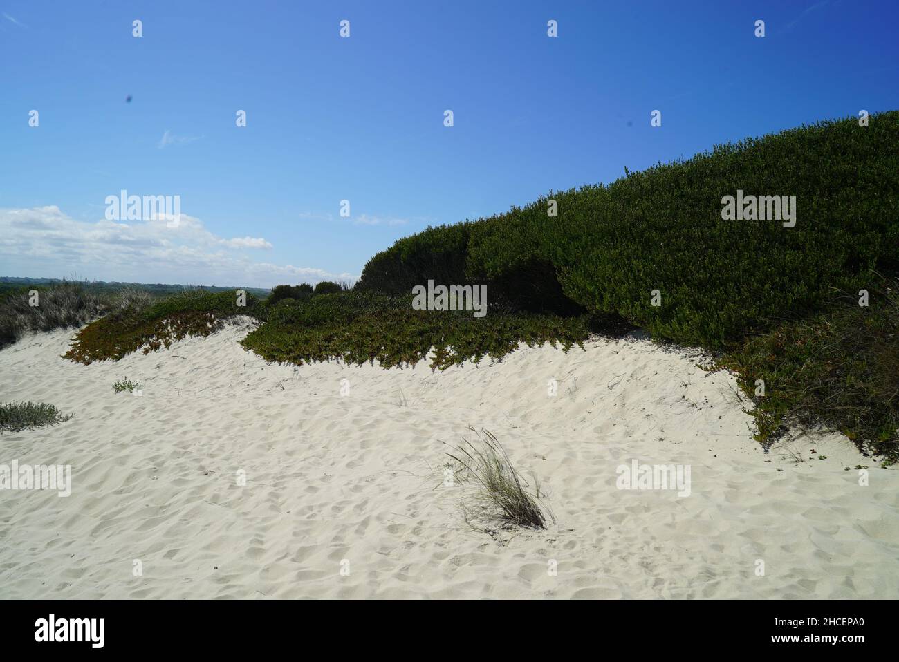 Beautiful landscape with beach sand and shrubs on a sunny day Stock ...