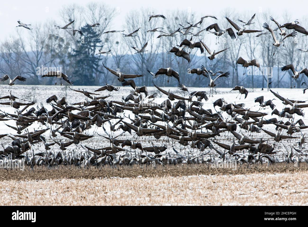 Common Crane (Grus grus) on spring migration north, flock landing on ...