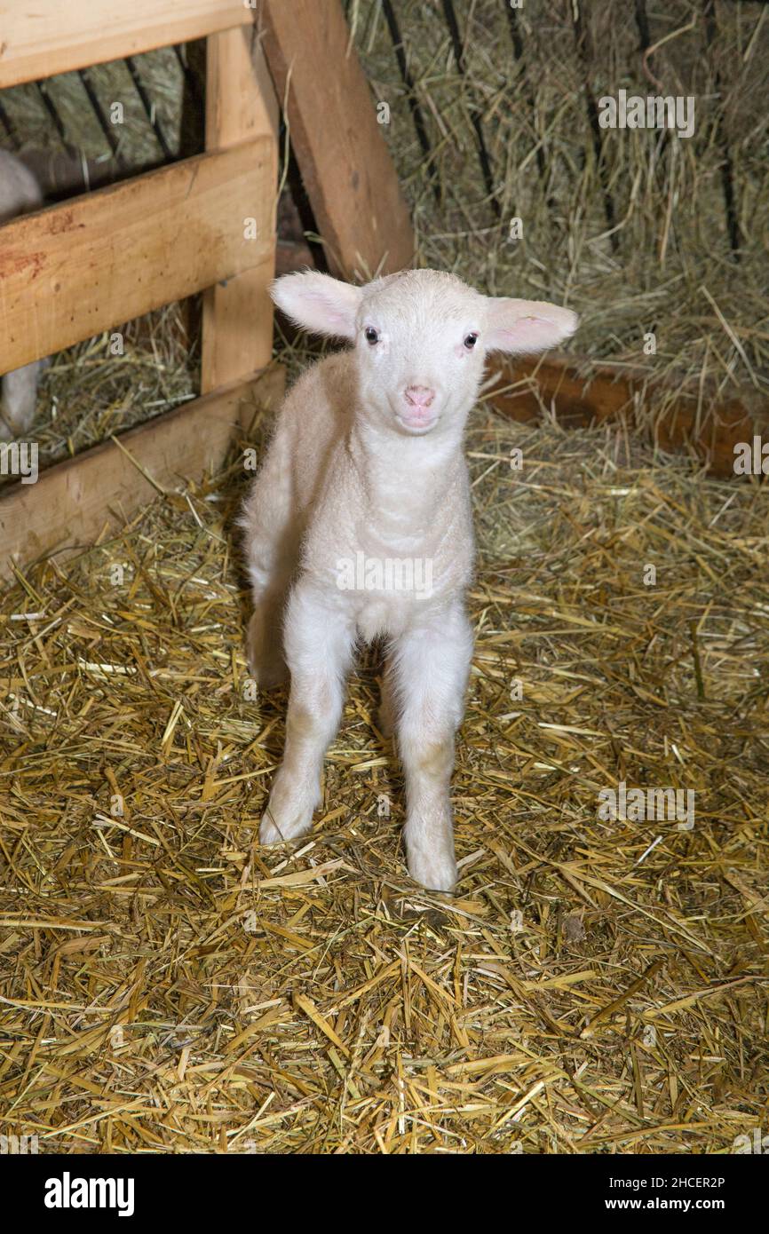 Originated leine valley hi-res stock photography and images - Alamy