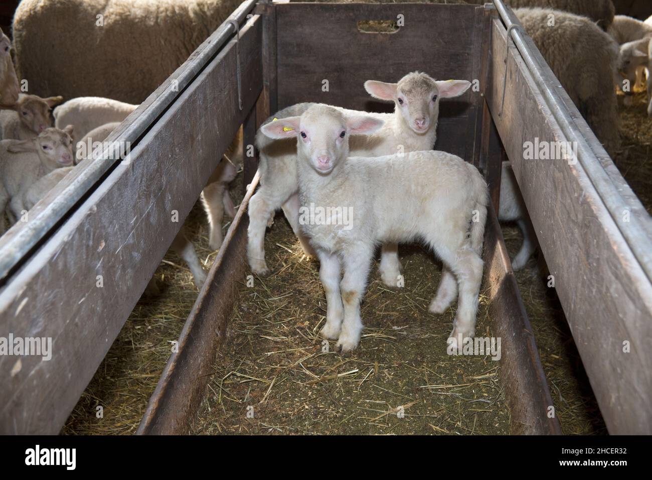 Two lambs, traditional Leine breed, originated from region around ...