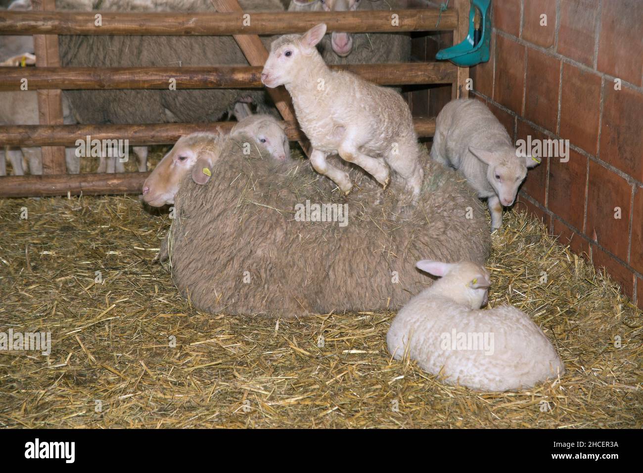 Originated leine valley hi-res stock photography and images - Alamy