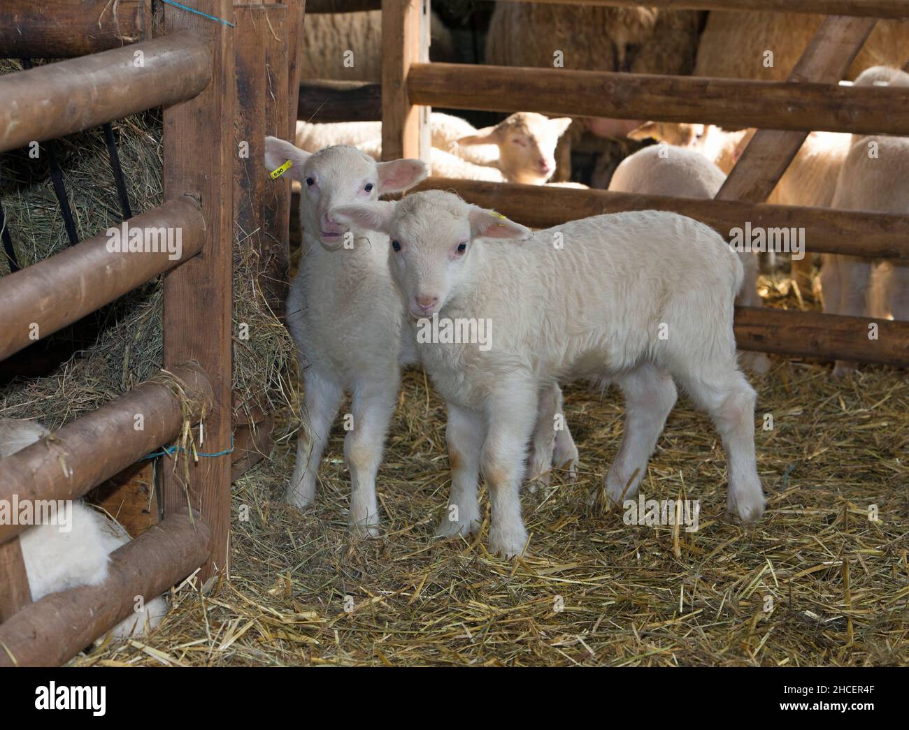 Two lambs, traditional Leine breed, originated from region around ...