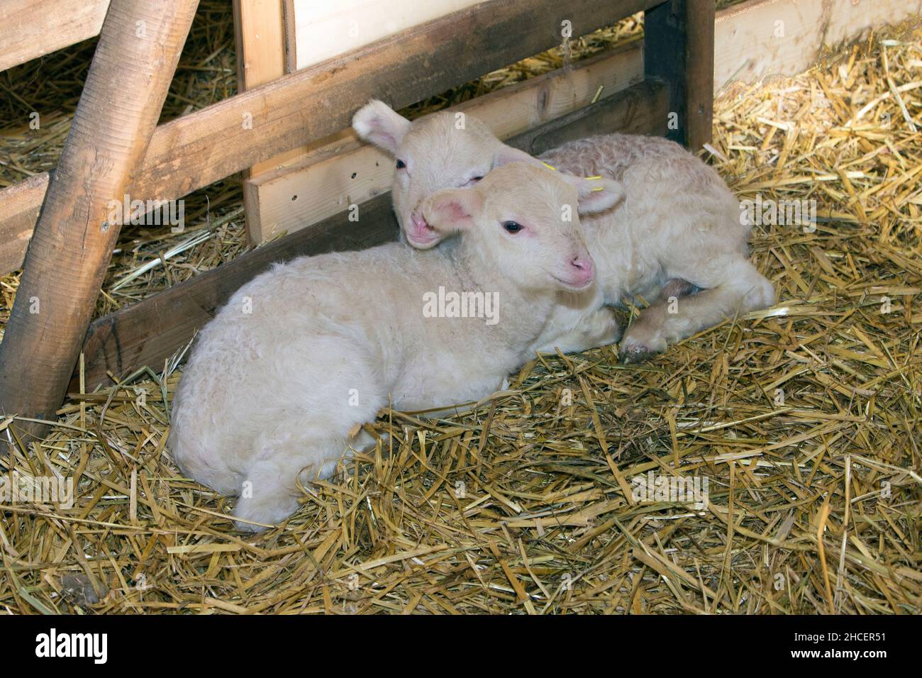 Lambing fold hi-res stock photography and images - Alamy