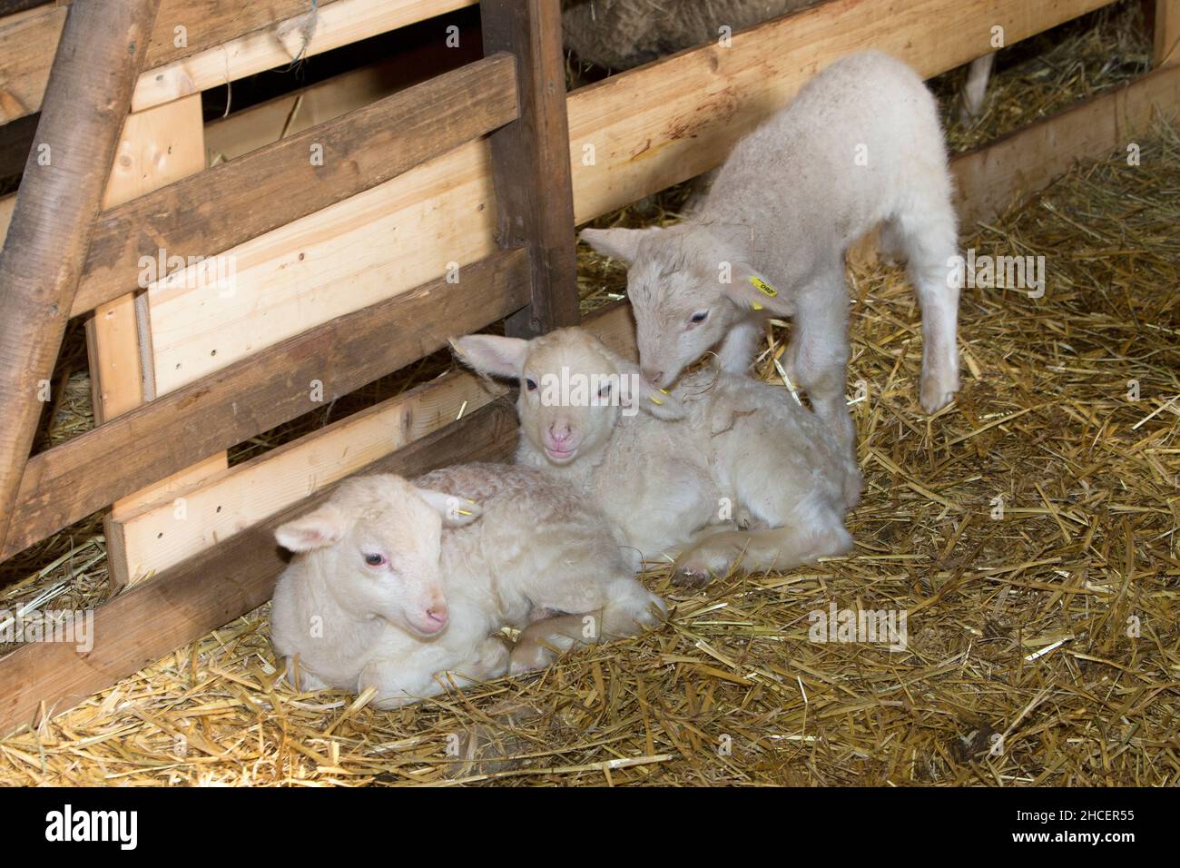 Three lambs, traditional Leine breed, originated from region around ...