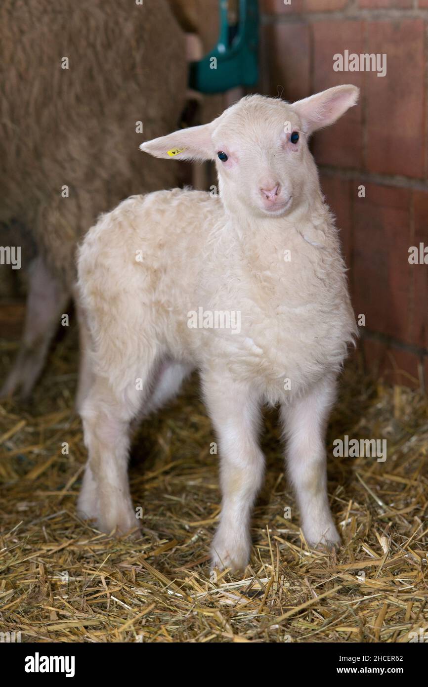 Originated leine valley hi-res stock photography and images - Alamy