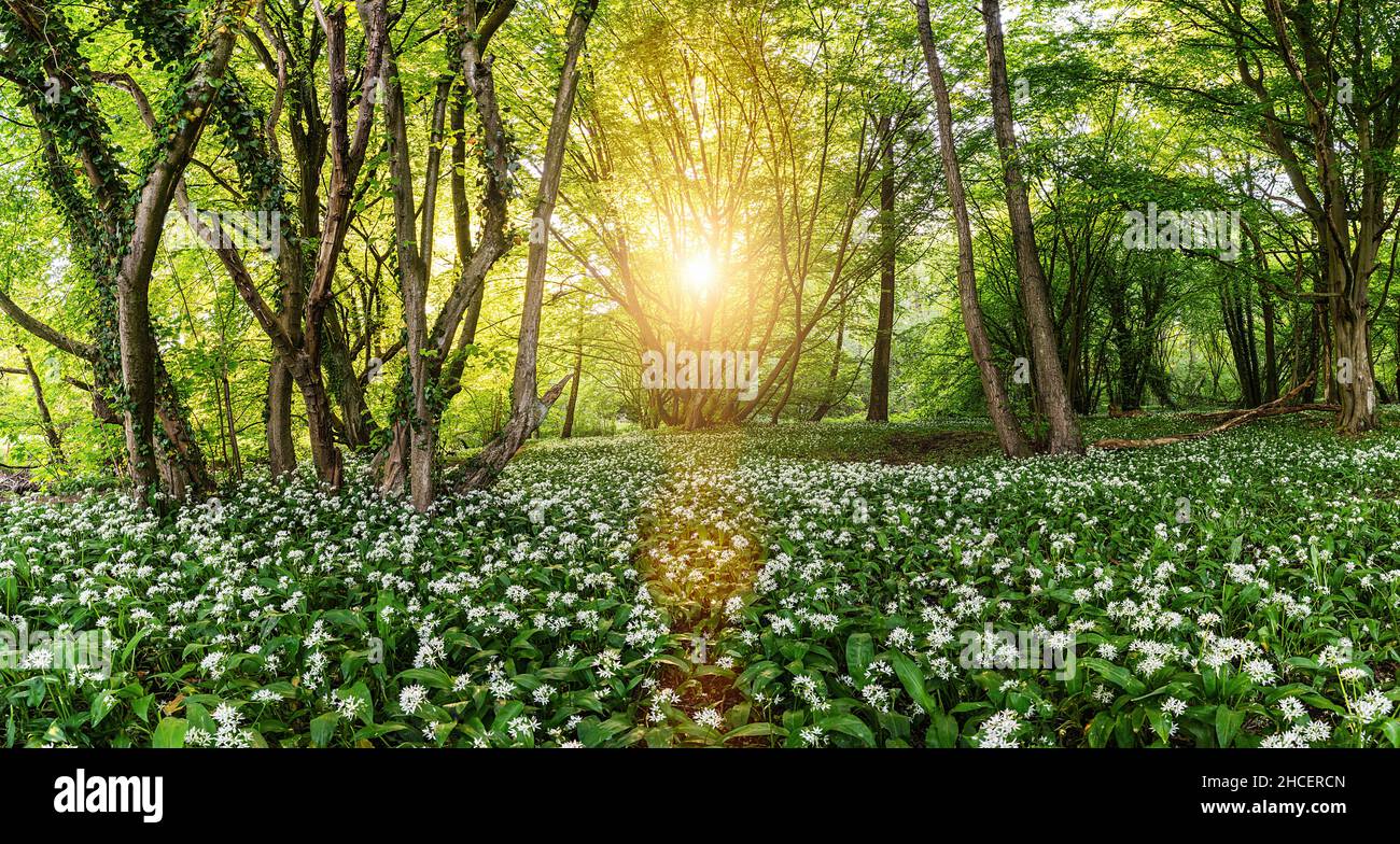 Wild garlic forest in spring with beautiful bright sun rays in germany ...