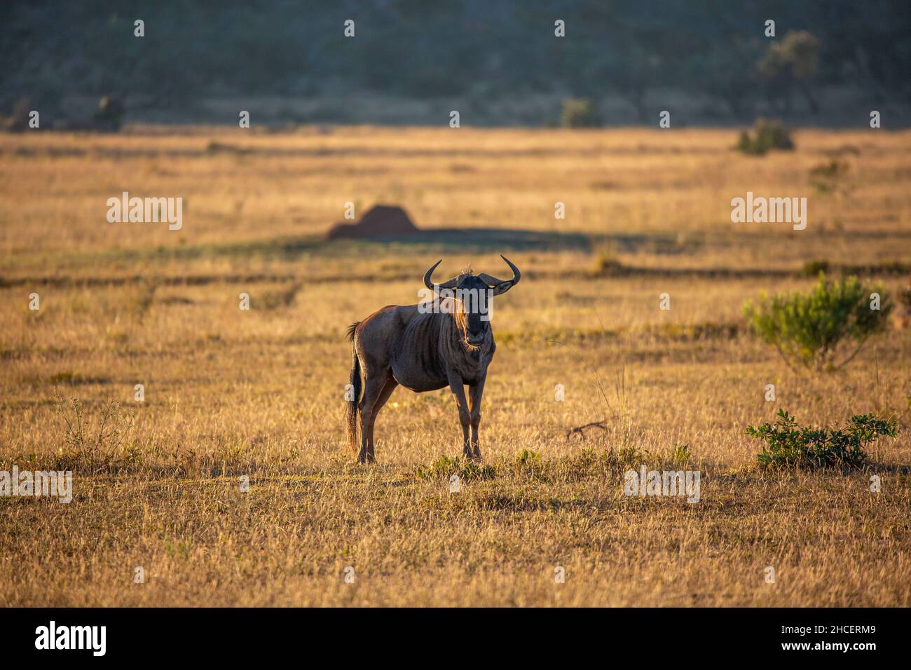 African wildebeest hi-res stock photography and images - Alamy
