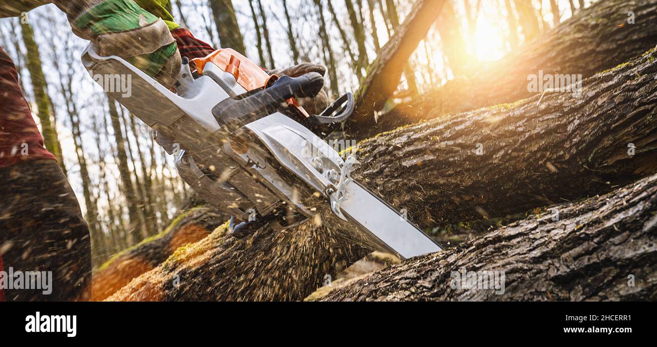 Woodcutter saws tree with chainsaw on sawmill Stock Photo - Alamy