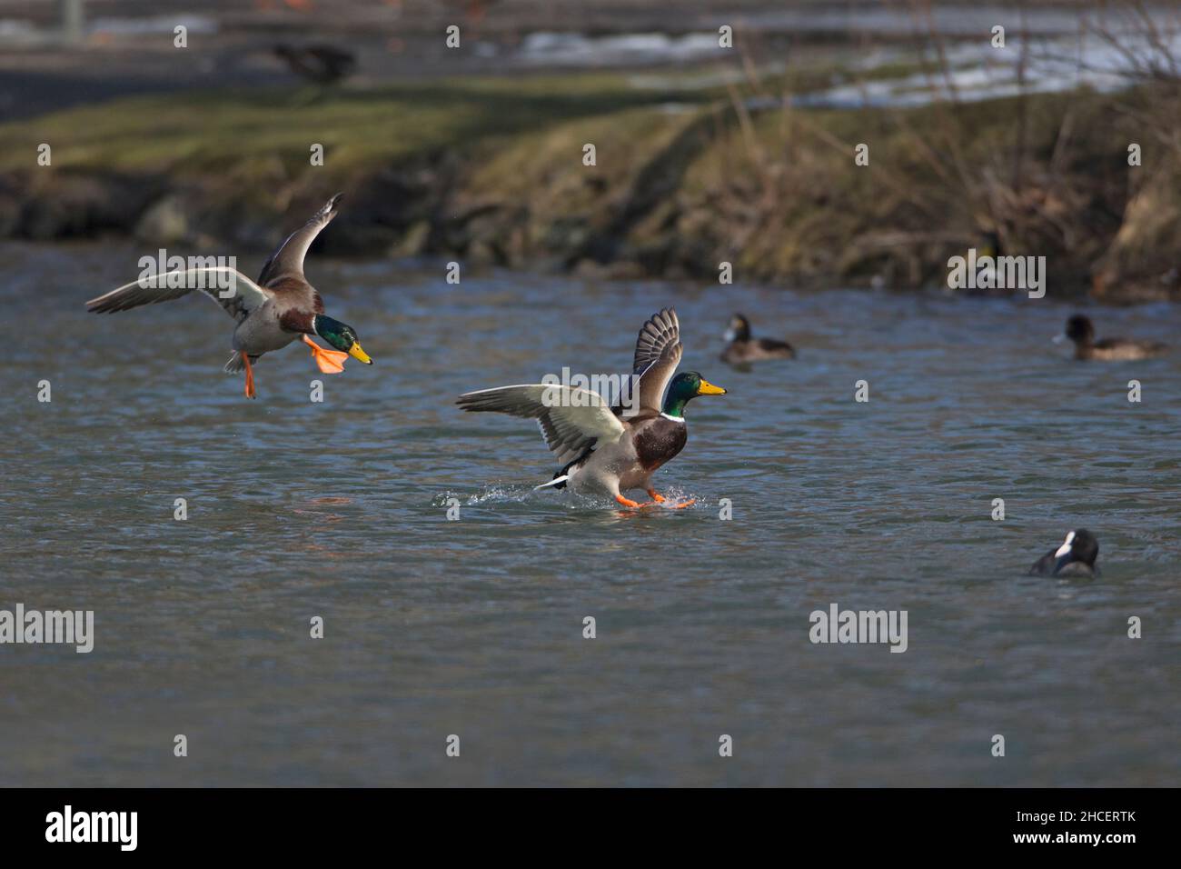 Two drakes landing hi-res stock photography and images - Alamy