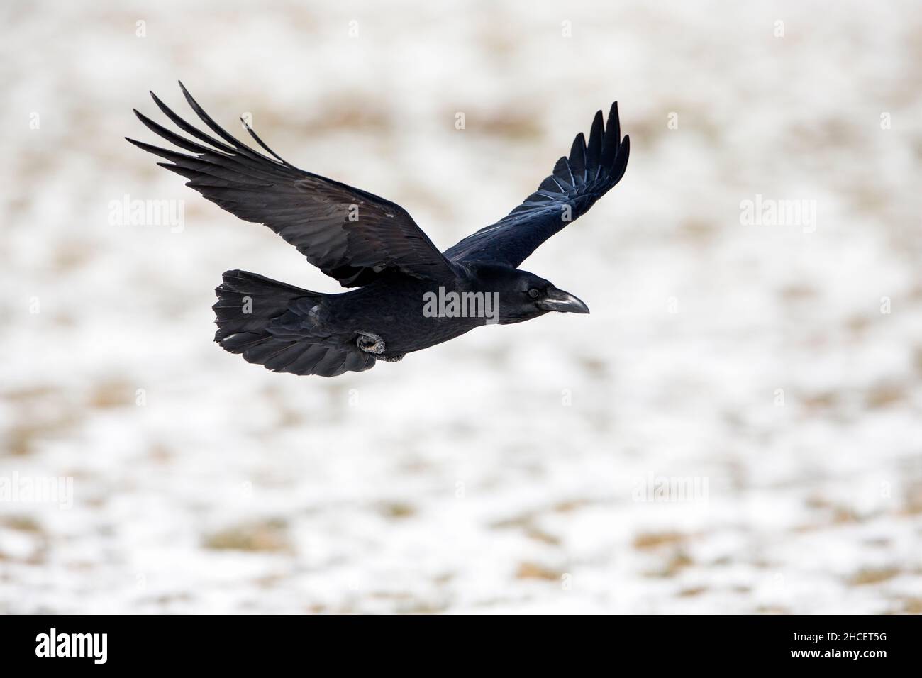 Raven in the snow hi-res stock photography and images - Alamy