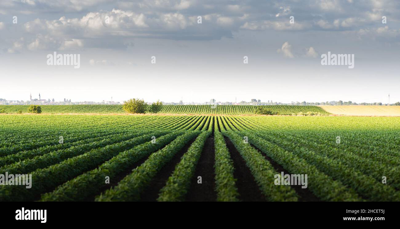 Fleid hi-res stock photography and images - Alamy