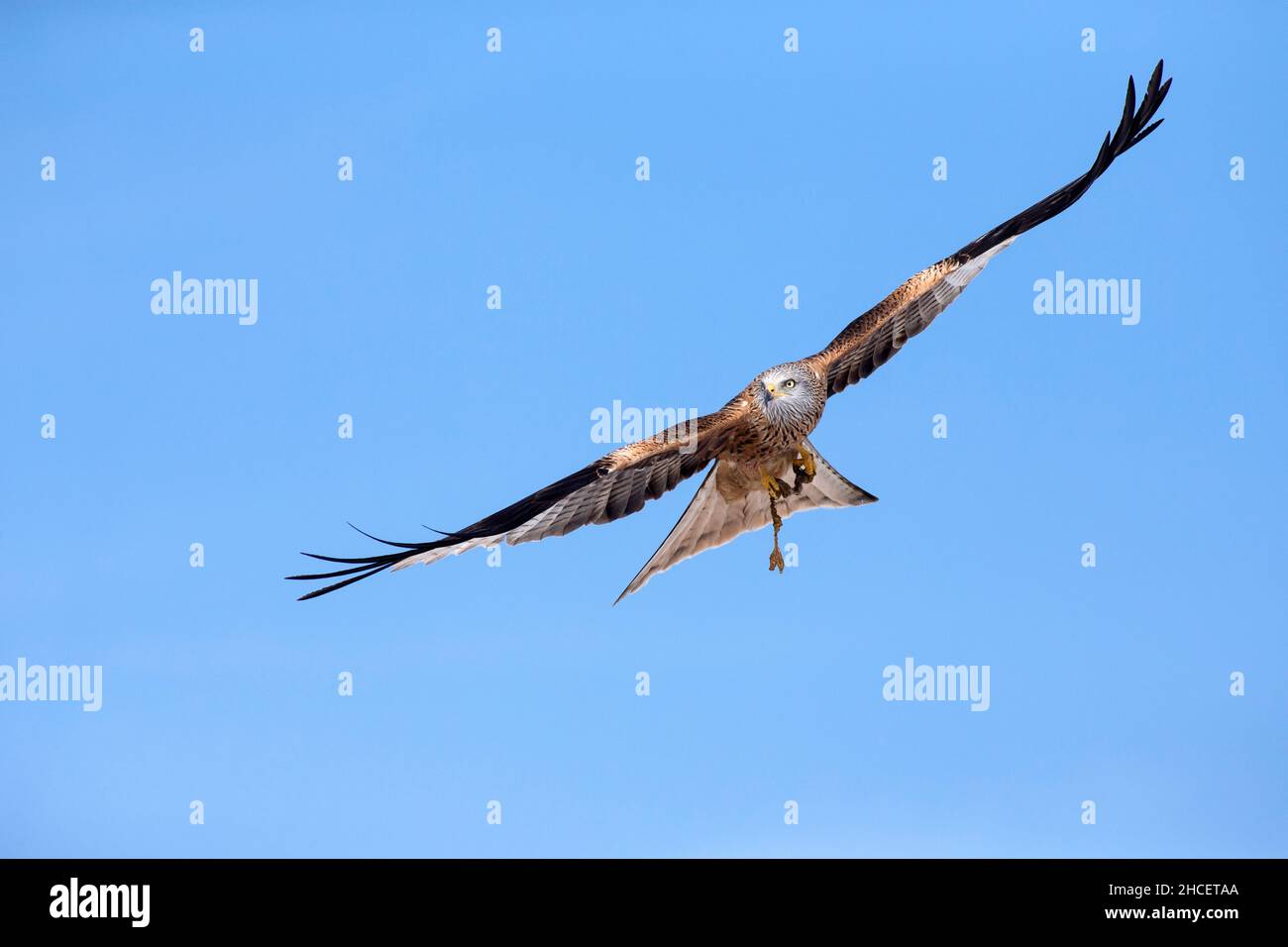 Red Kite (Milvus milvus) in flight with carrion in talons, Lower Saxony ...