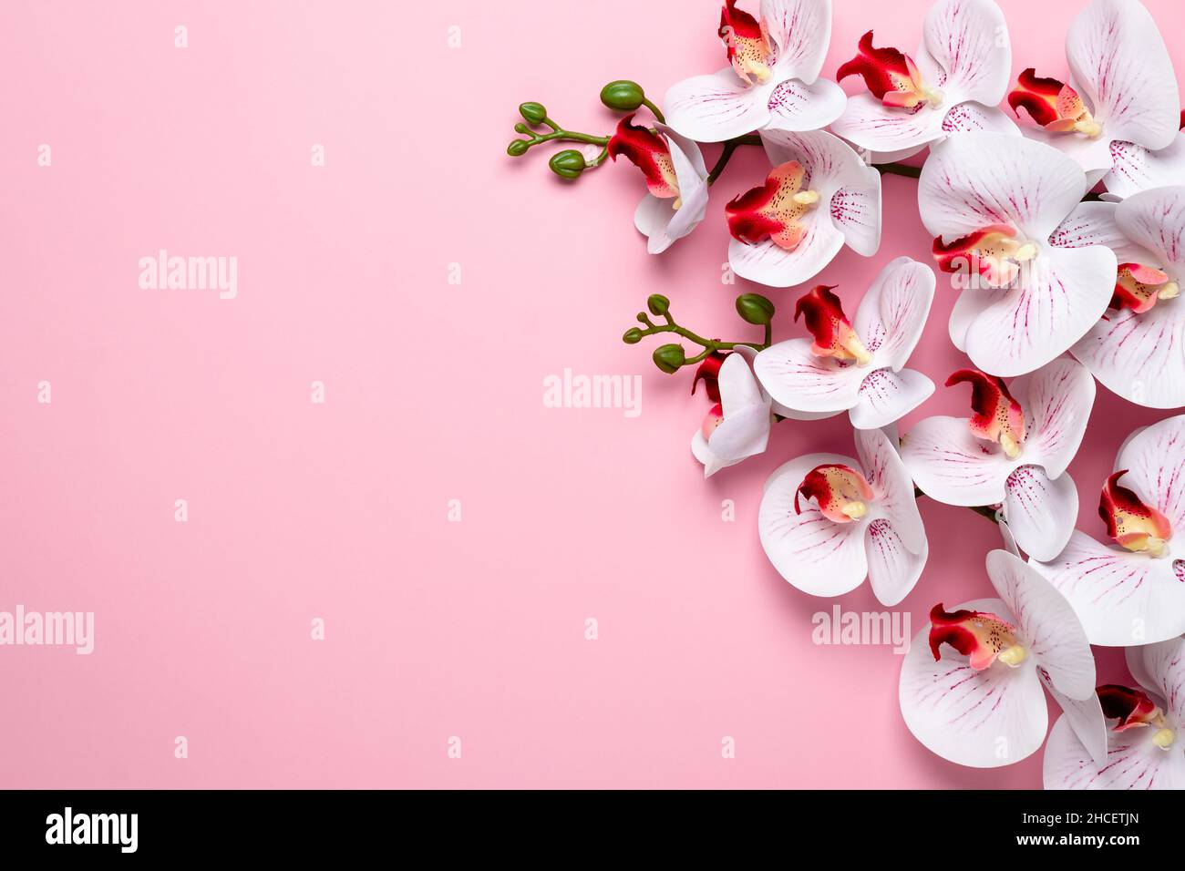 Orchid flower border design hi-res stock photography and images - Alamy
