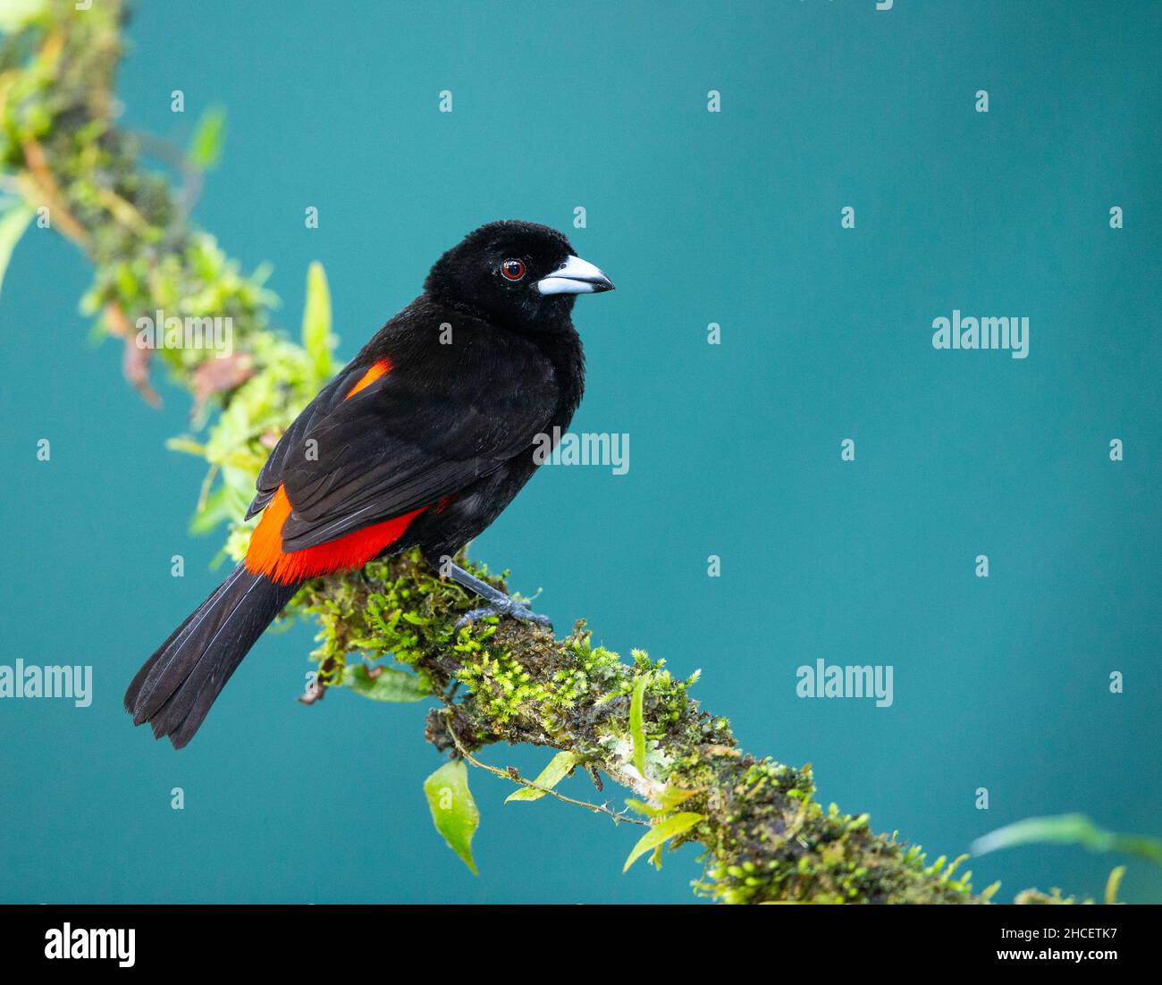 Passerini's Tanager (Ramphocelus passerini Stock Photo - Alamy