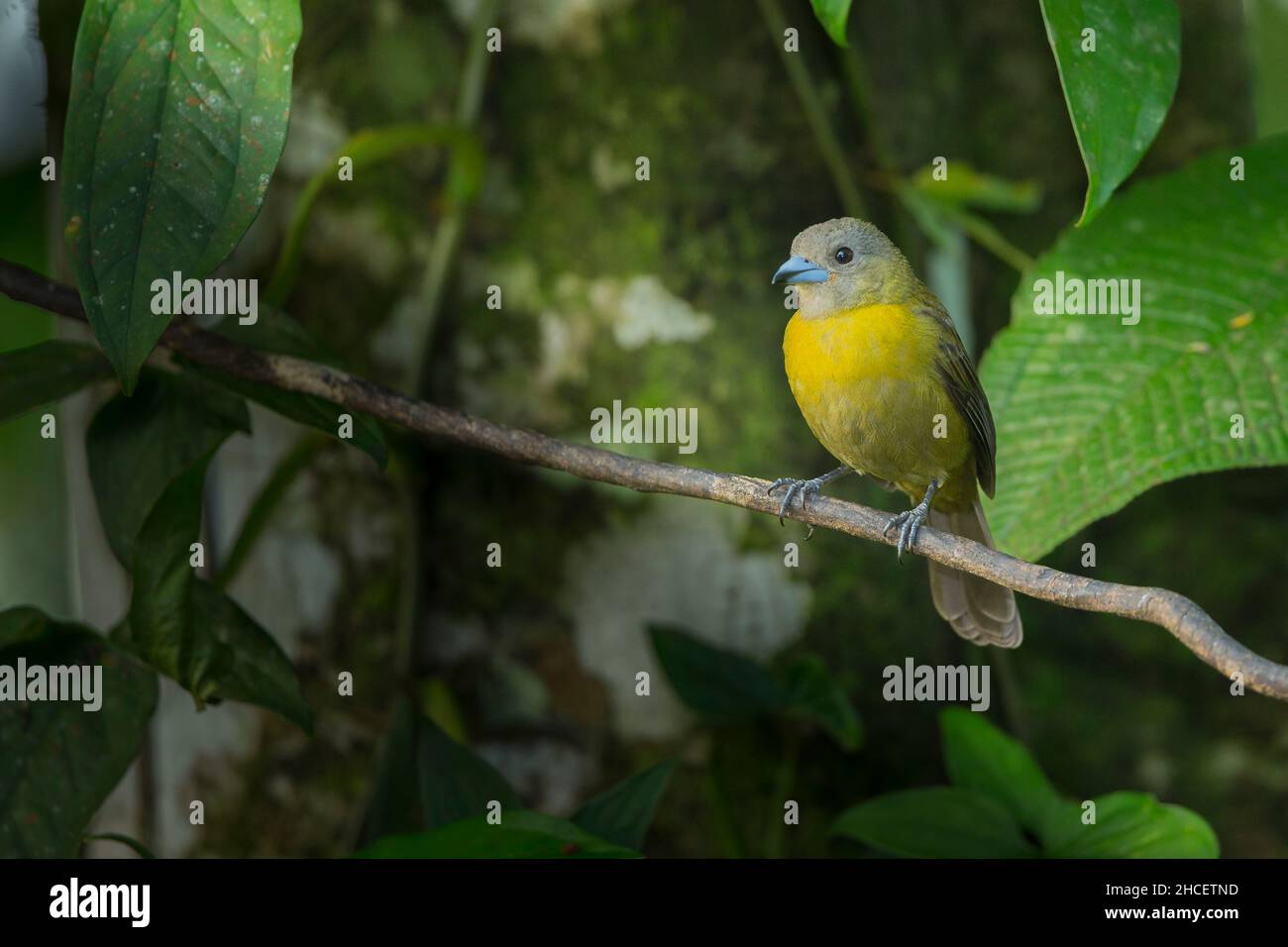 Passerini's Tanager (Ramphocelus passerini), female Stock Photo - Alamy