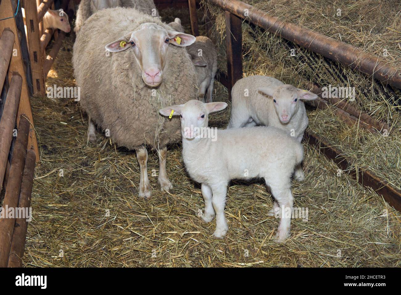 Originated leine valley hi-res stock photography and images - Alamy