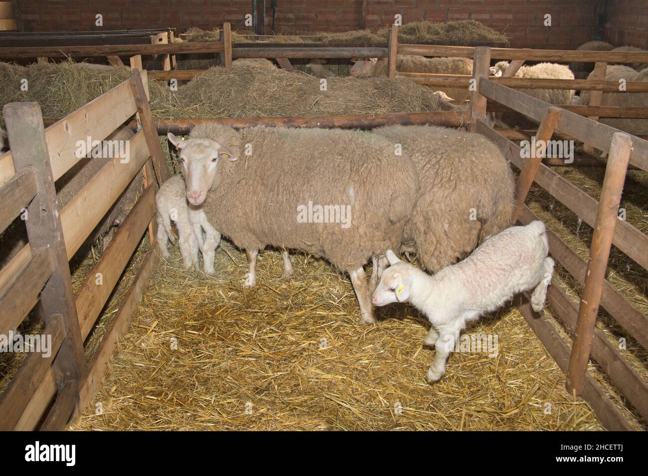 Sheep with lambs, traditional Leine breed, originated from region ...
