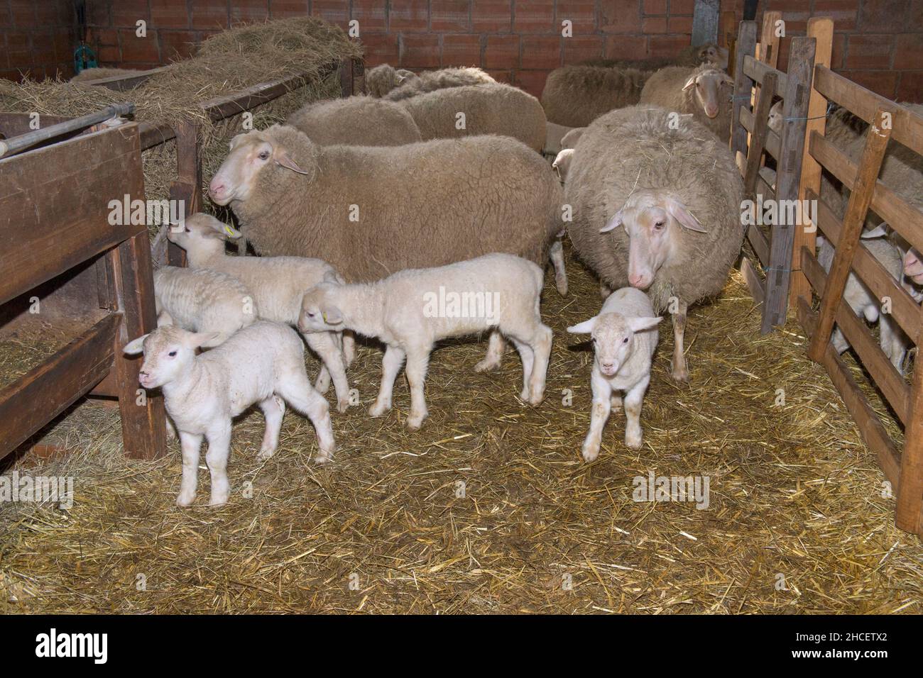 Leine sheep hi-res stock photography and images - Alamy
