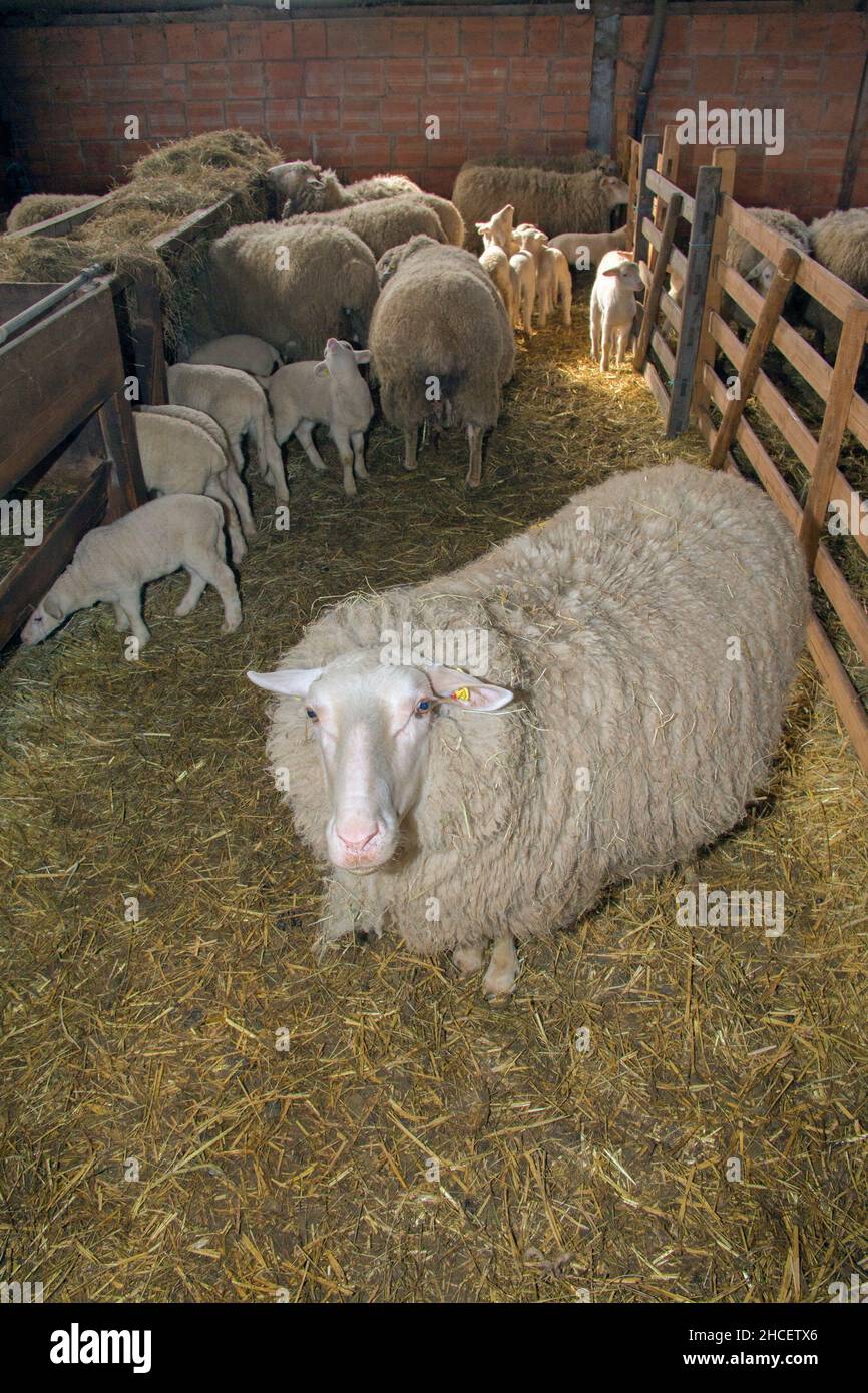 Sheep with lambs, traditional Leine breed, originated from region ...