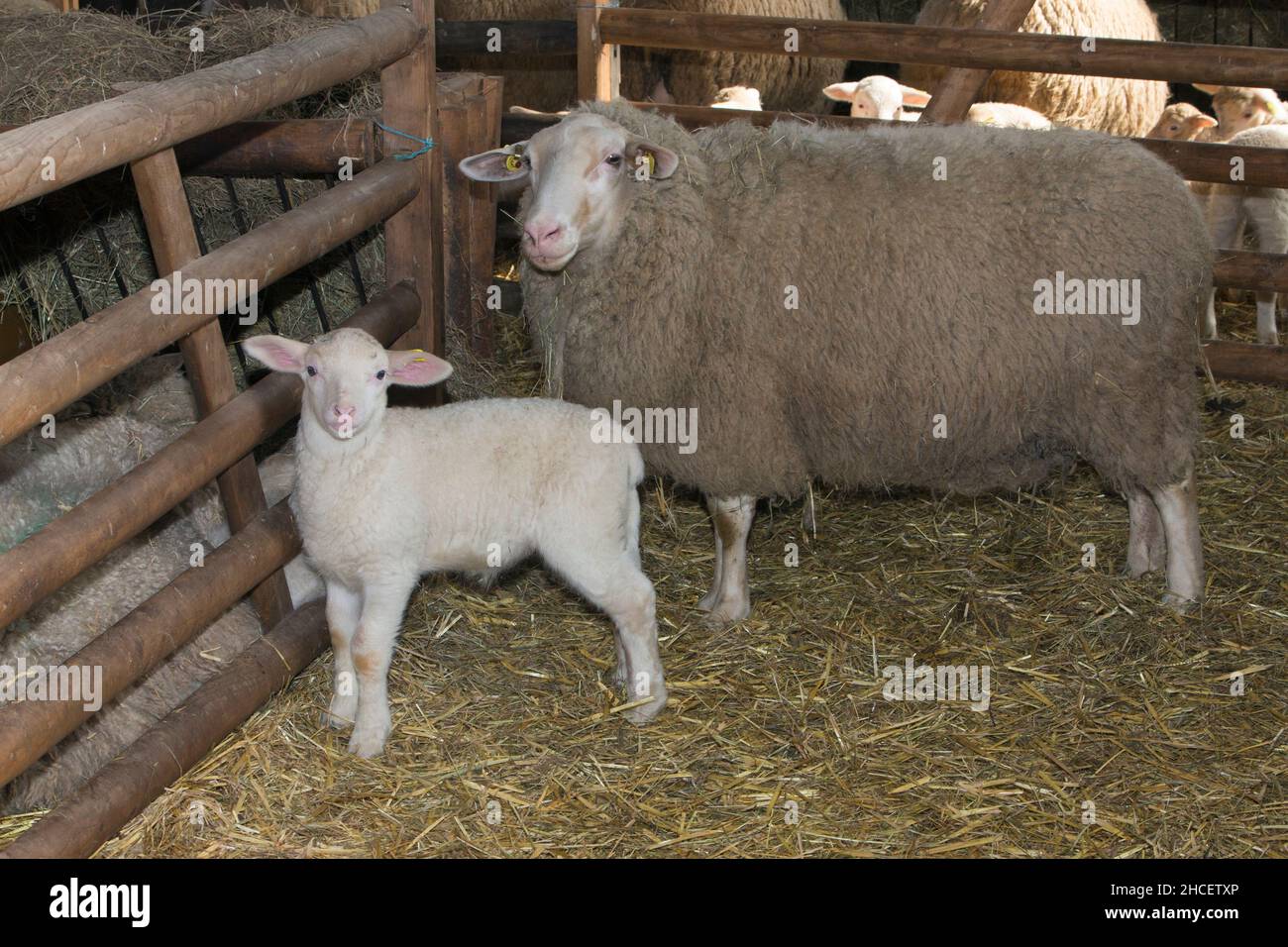 Originated leine valley hi-res stock photography and images - Alamy