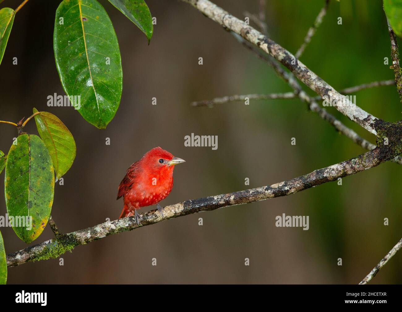 Summer Tanager (Piranga rubra Stock Photo - Alamy