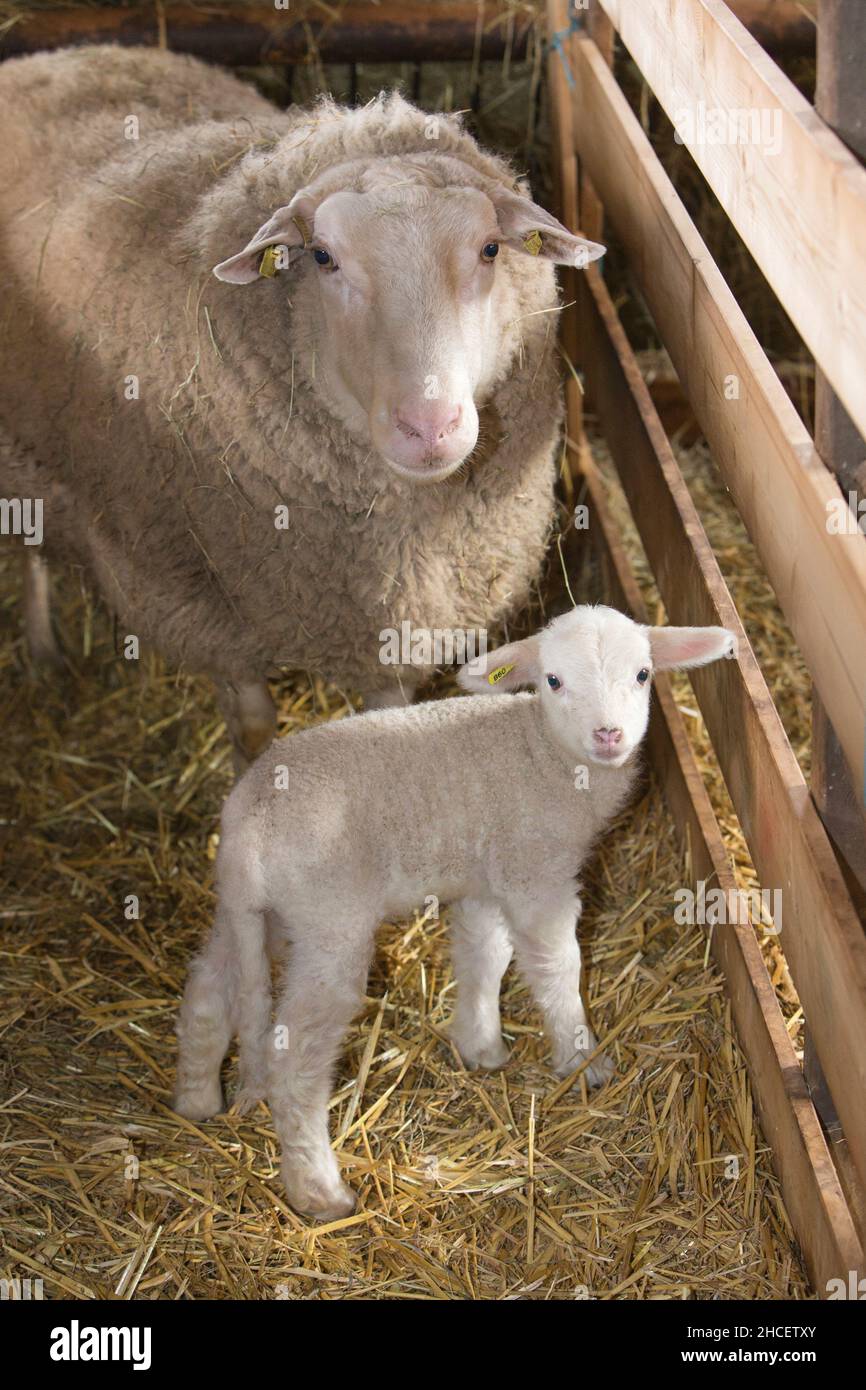 Rare breed ewe hi-res stock photography and images - Alamy