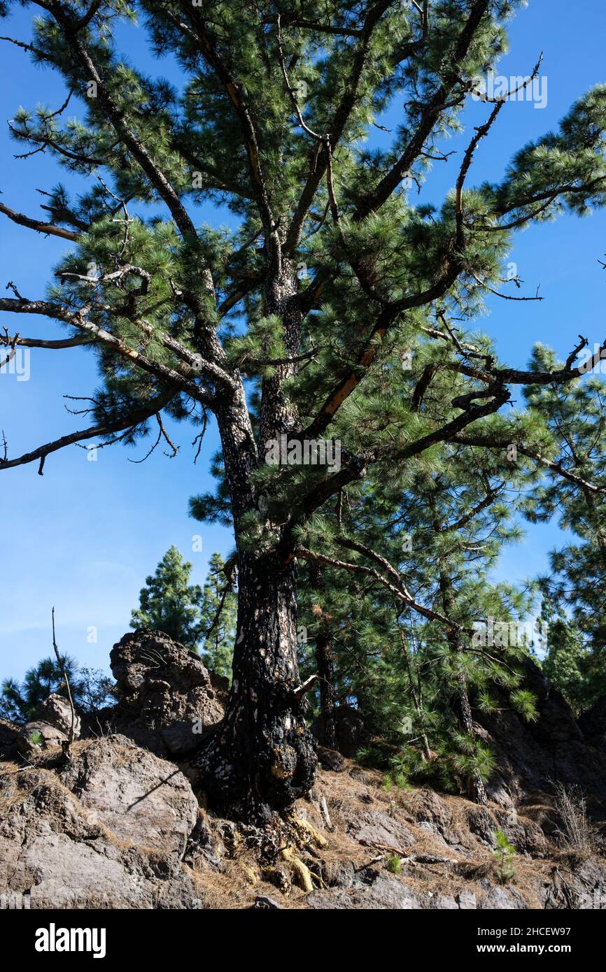 Pinus canariensis, canarian pine tree growing from a rocky landscape in ...