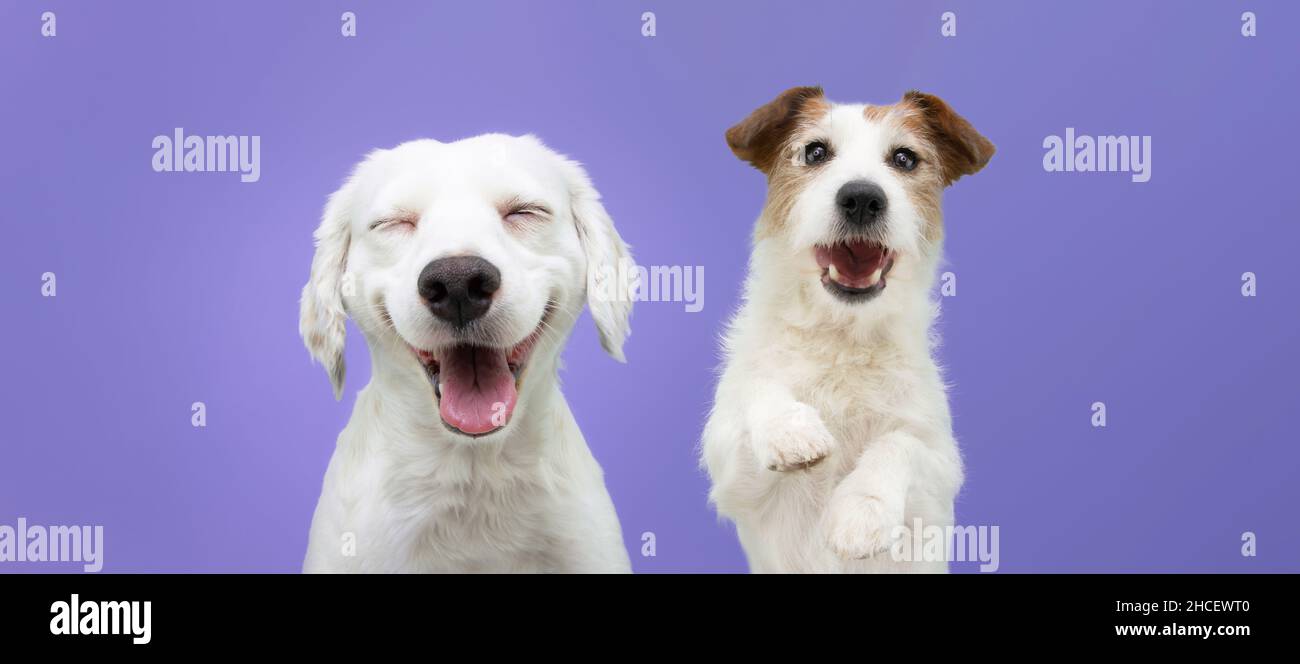 Two happy puppy dogs smiling on isolated purple background Stock Photo ...