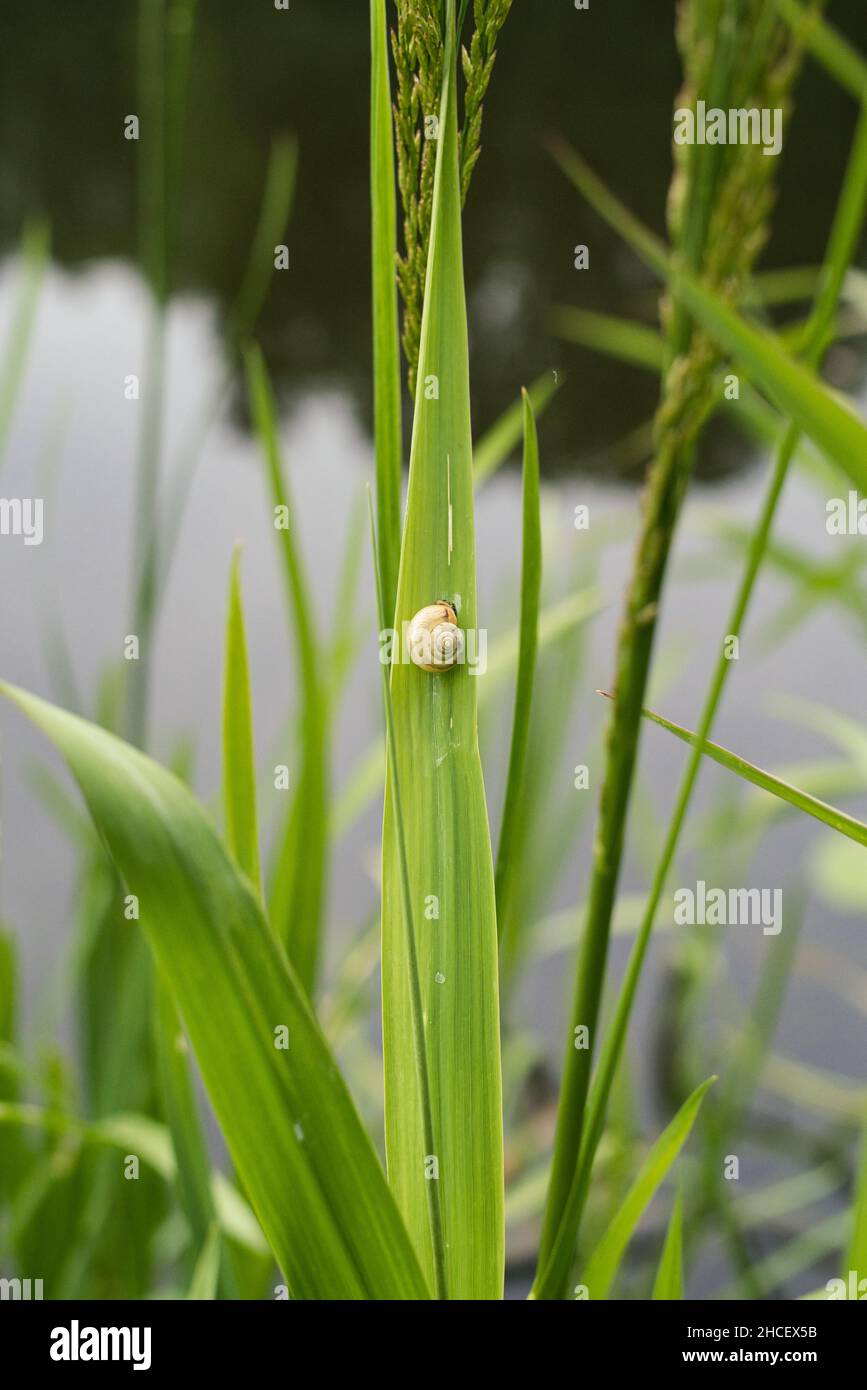 Snail life cycle hi-res stock photography and images - Alamy
