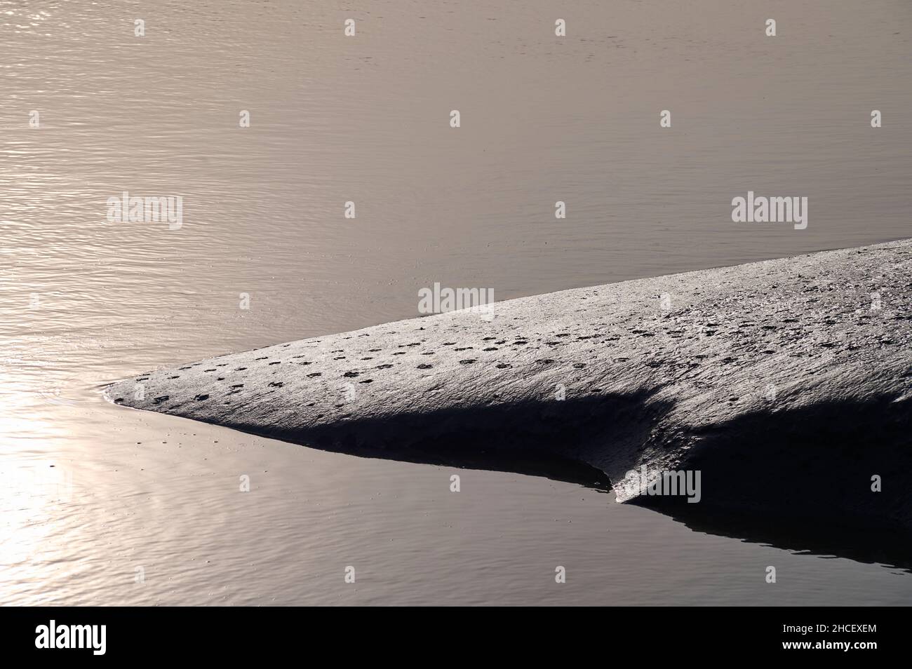 Footprints of wildfowl in river bank mud Stock Photo - Alamy