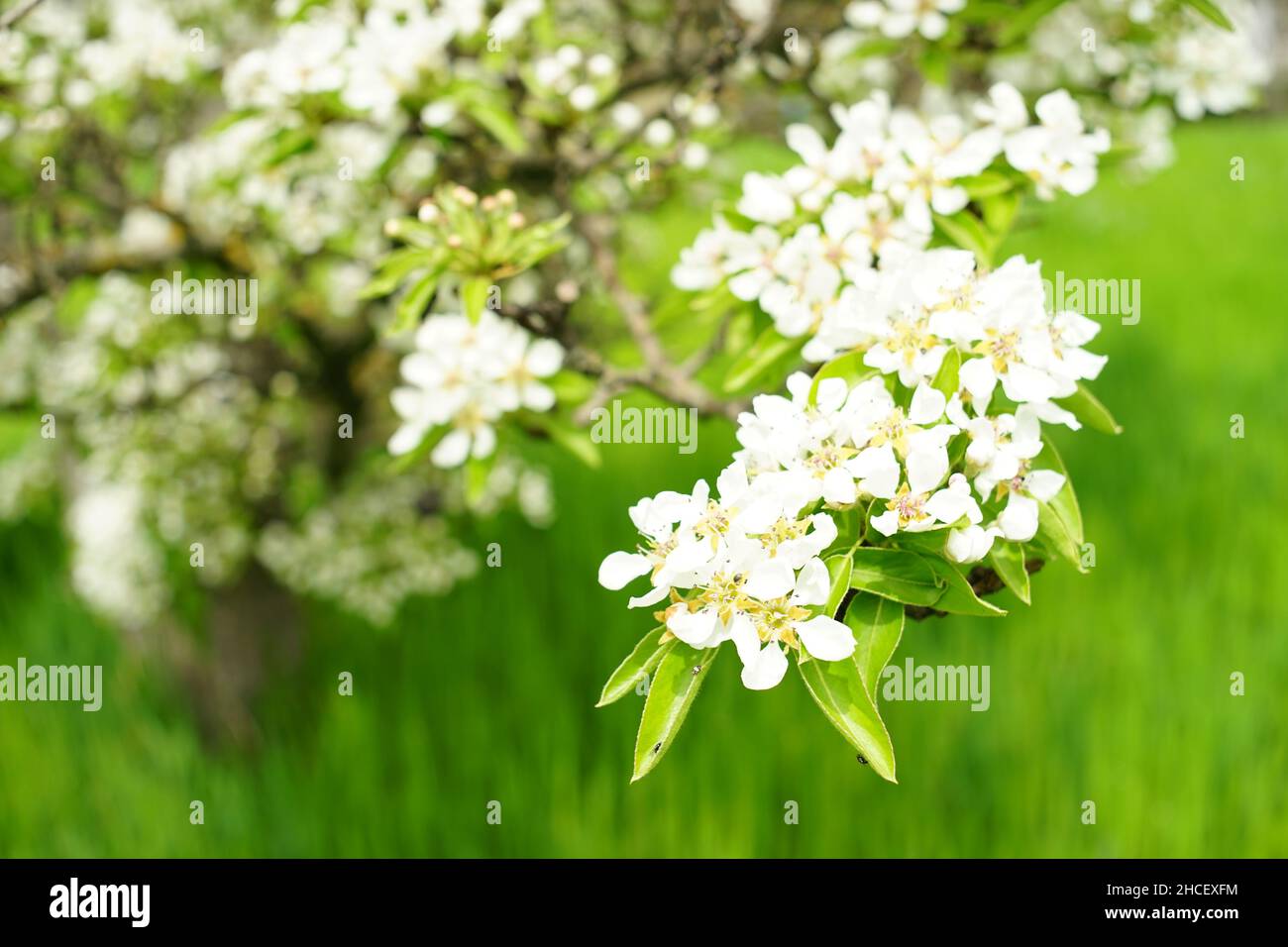 Pear tree blossom in spring garden with green grass Stock Photo - Alamy