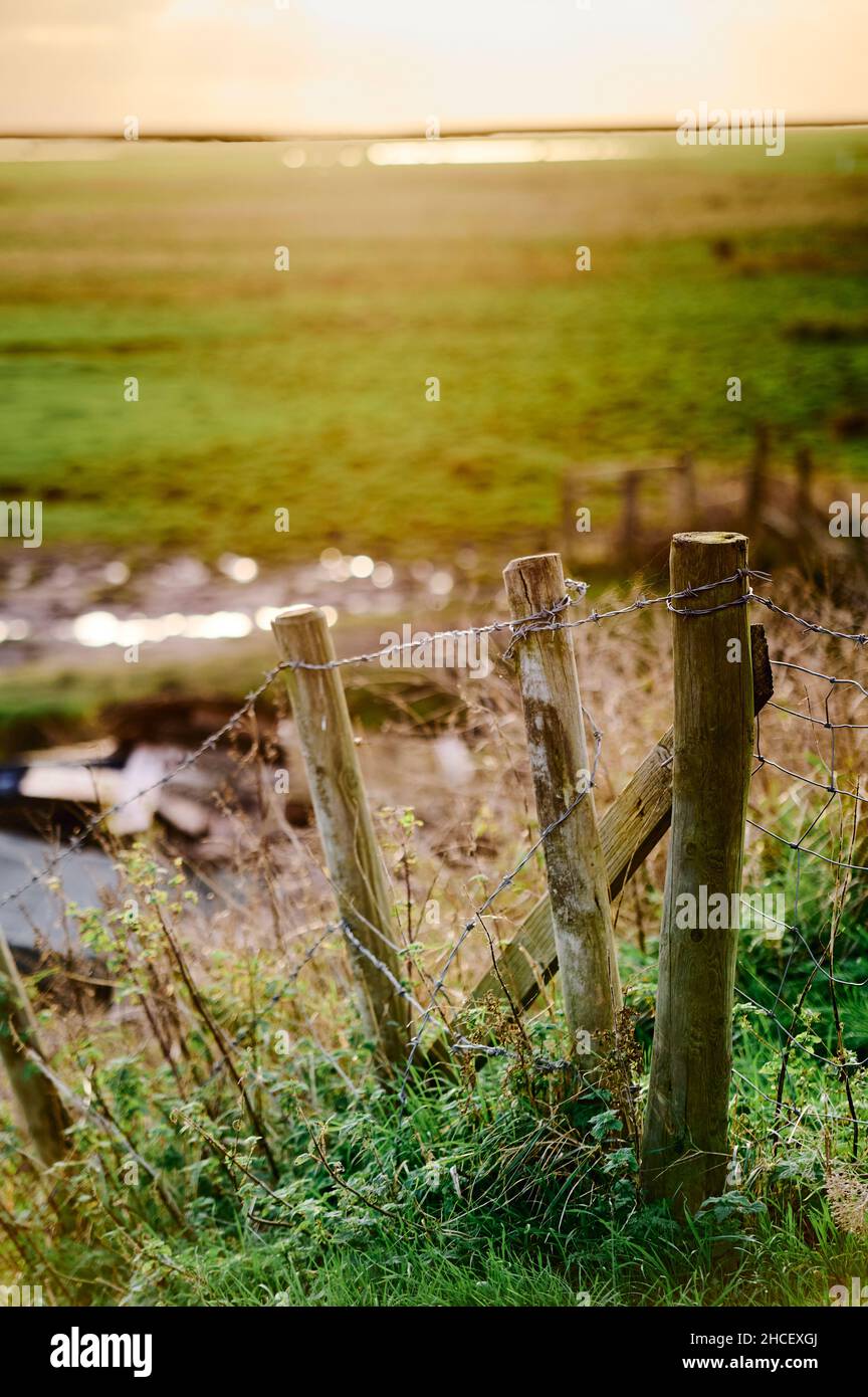 Old barbed wire fence on edge of marsh at dusk Stock Photo - Alamy