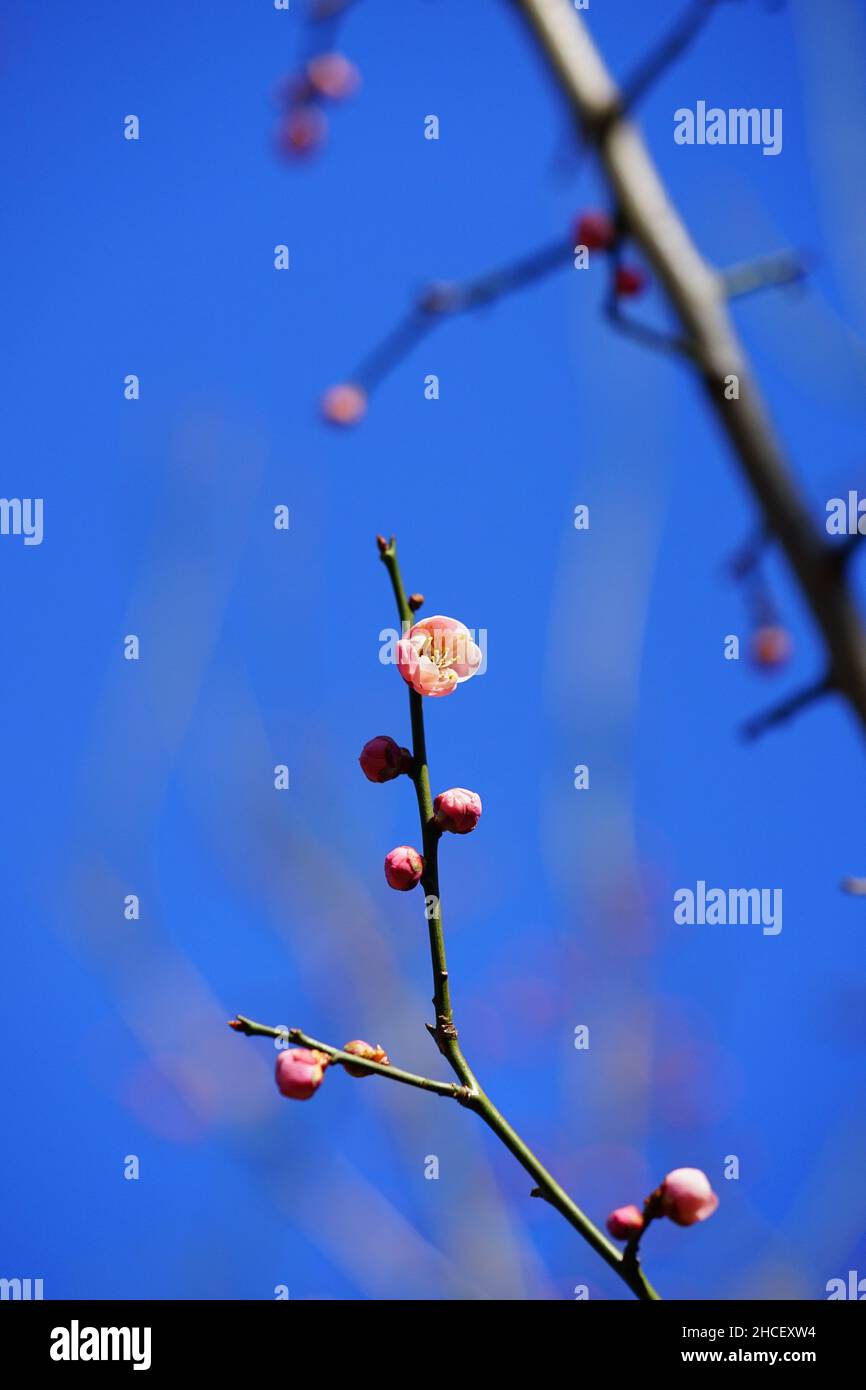 Pink flower blooms of the Japanese ume apricot tree, prunus mume Stock ...